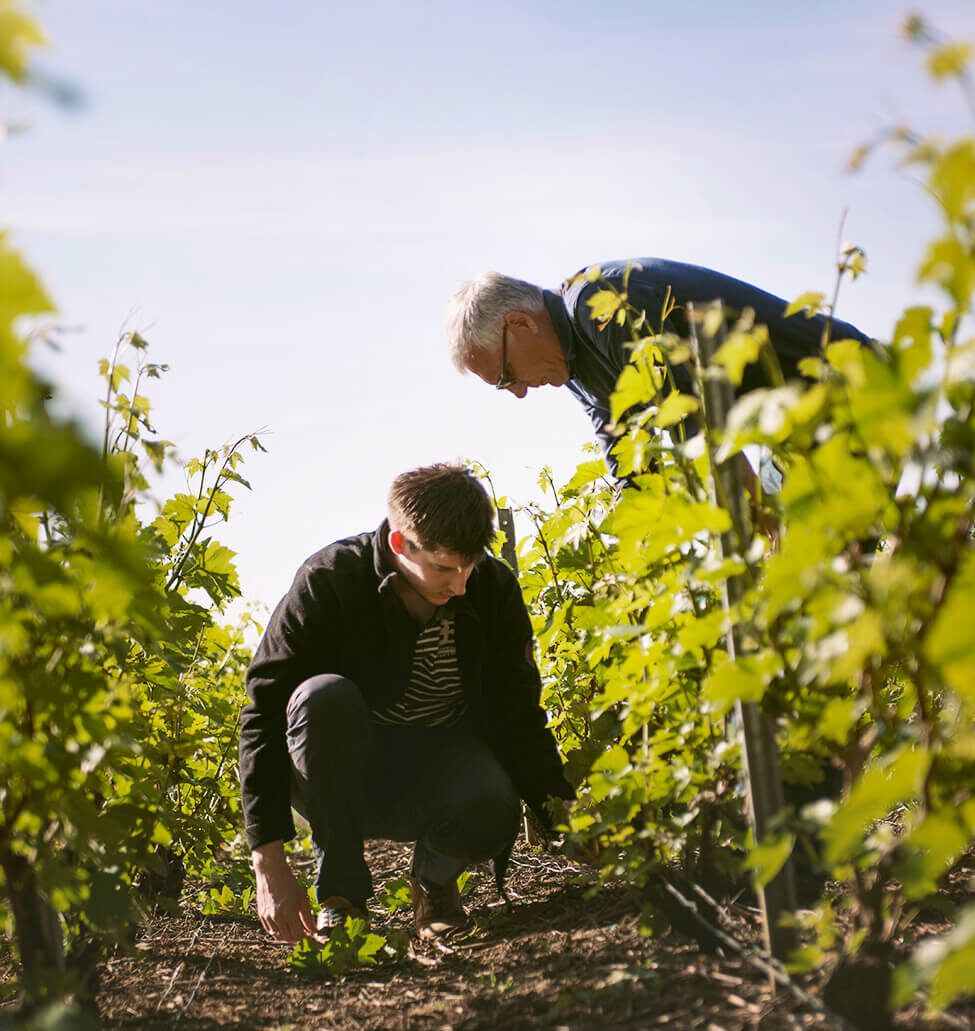 Champagne Vincent Cuillier